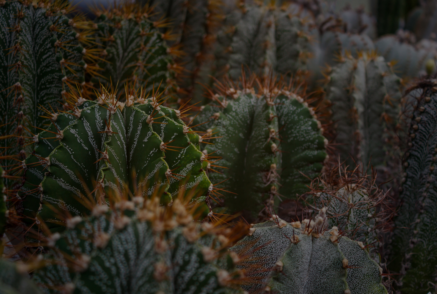 Palomar C&S Society - Atomkinder